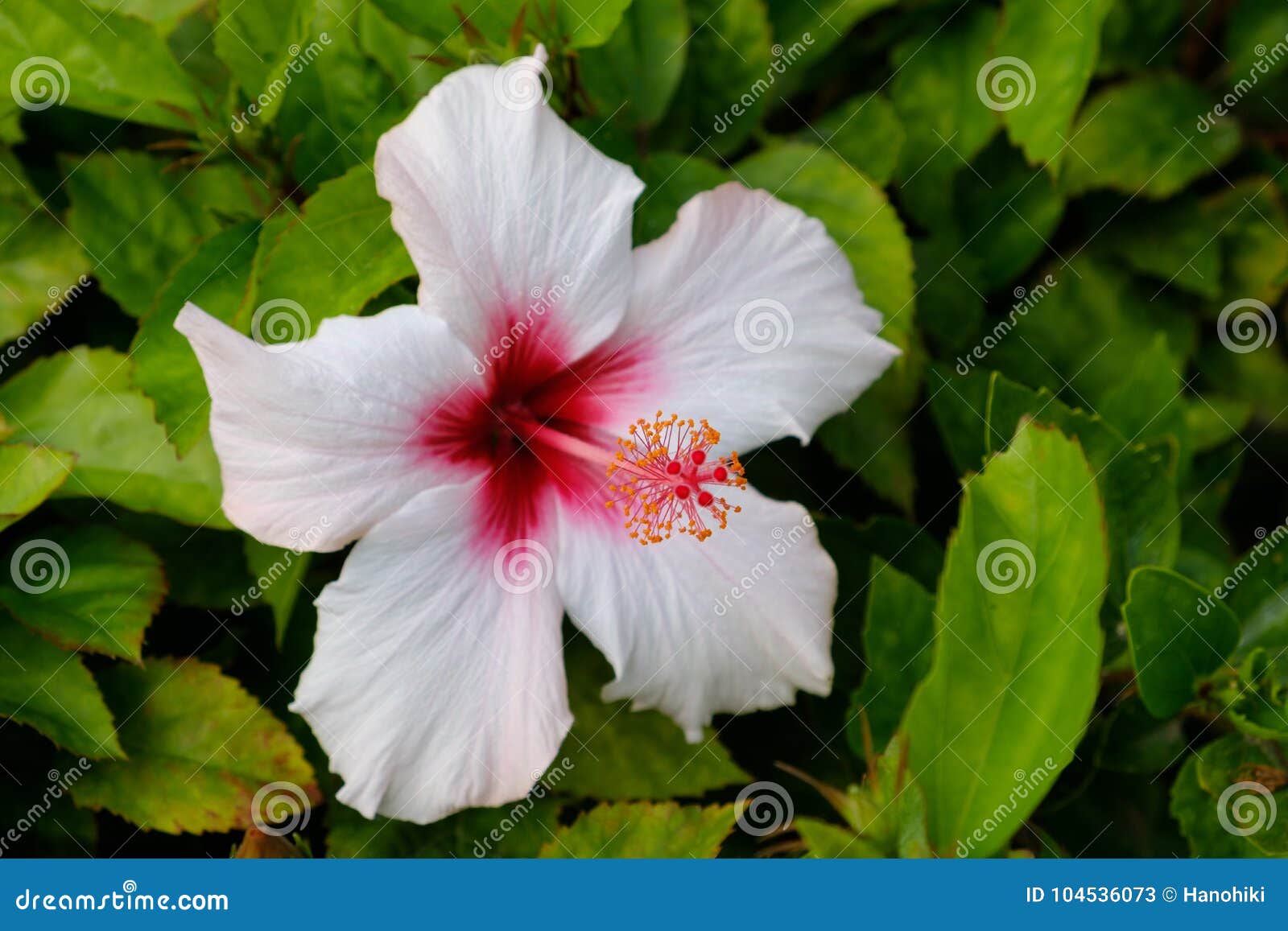 220 Jaswand Flower Photos - Free & Royalty-Free Stock Photos from ...