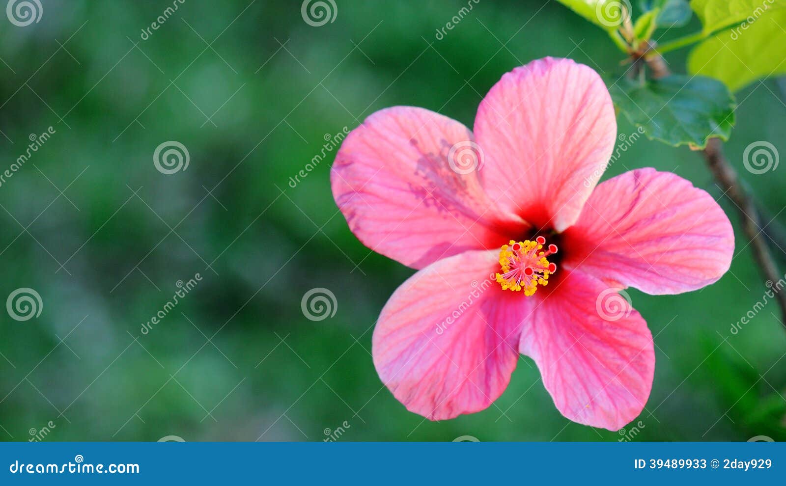 Hibiscus Flower, Banner, Beauty in Nature Stock Image - Image of bloom ...