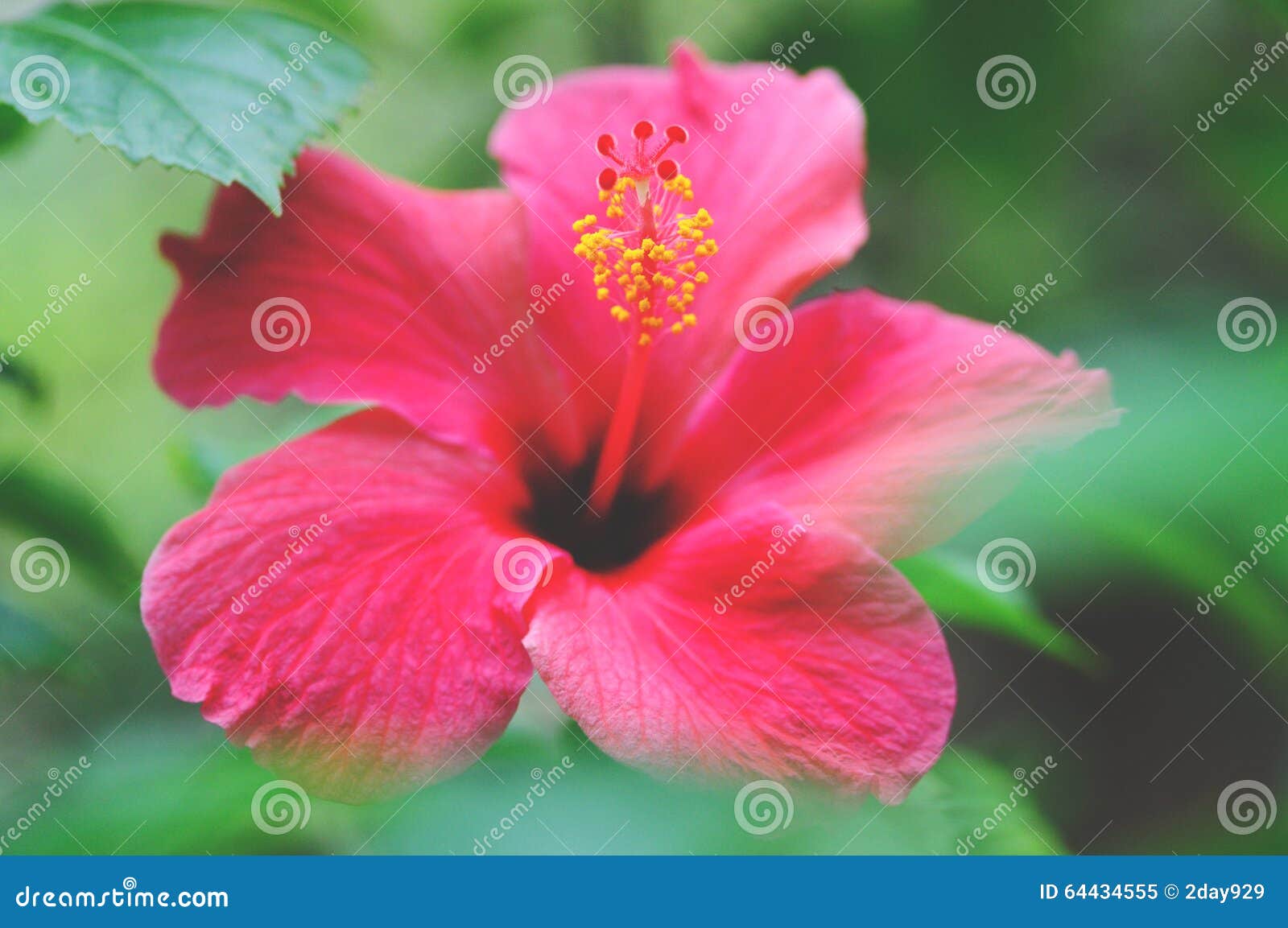 Hibiscus Flower, Tropical Nature Stock Image - Image of garden, flower ...