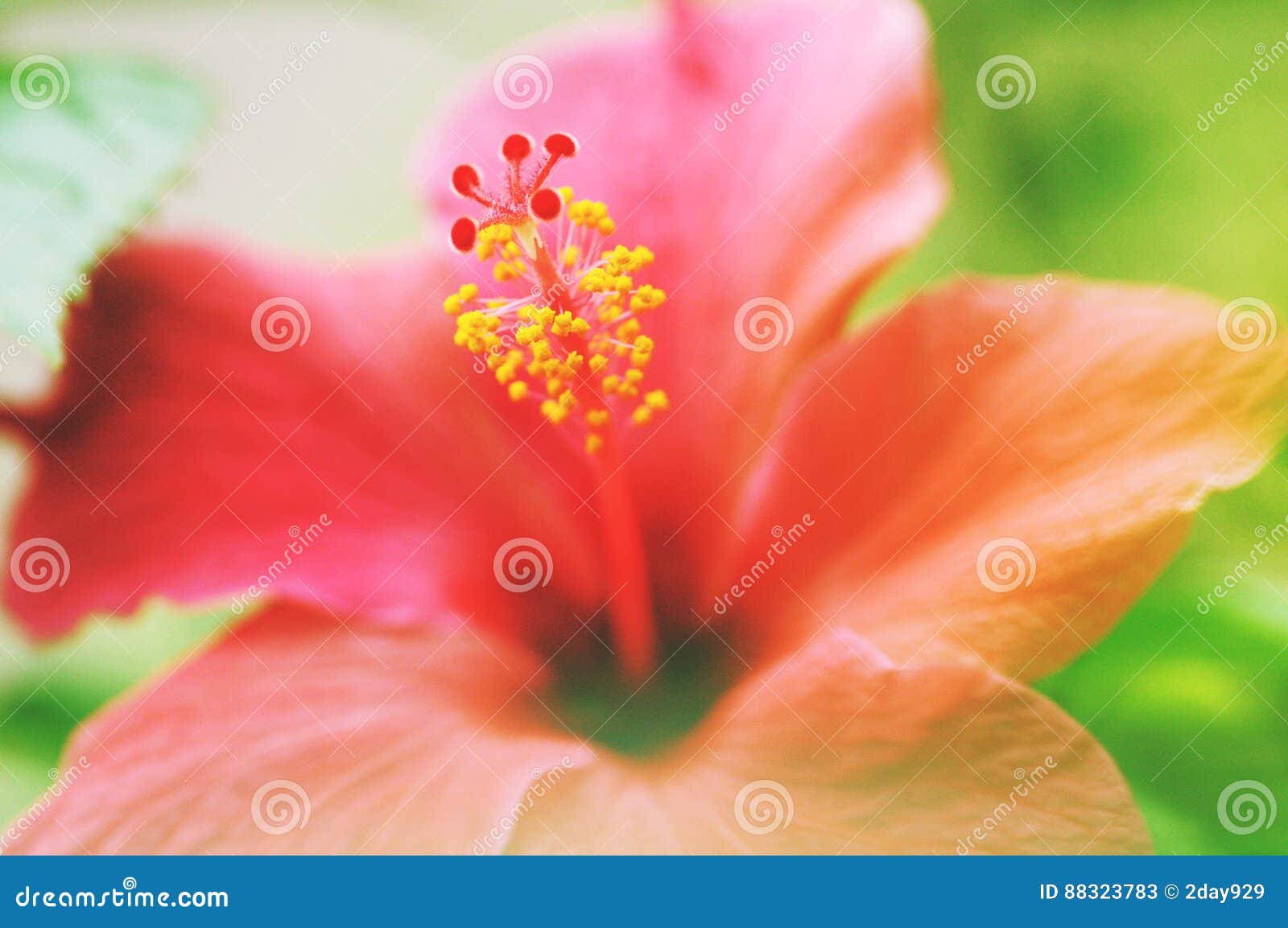 Hibiscus Flower, Tropical Nature Stock Image - Image of nature, depth ...