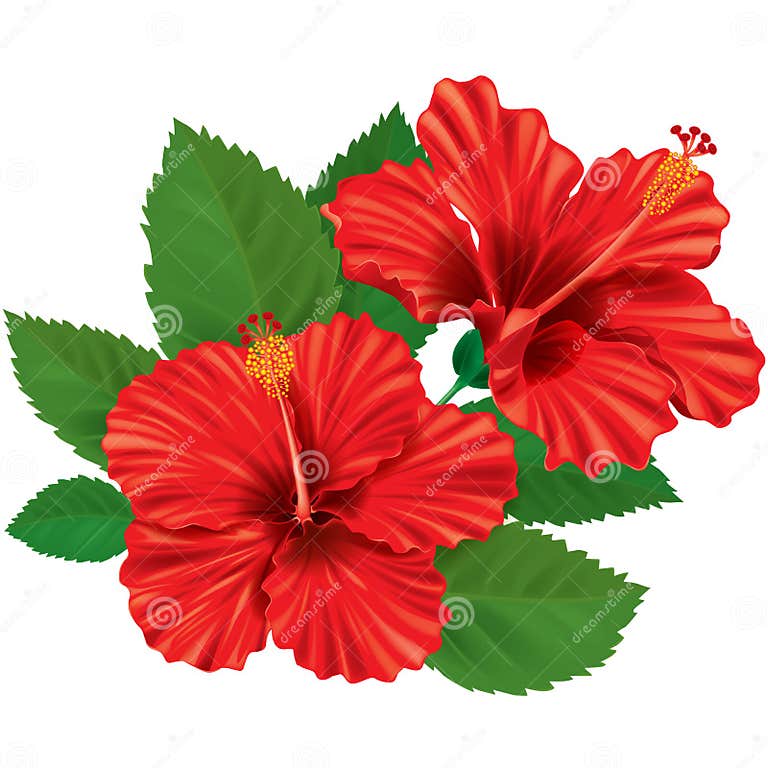 Hibiscus flower stock vector. Illustration of product - 39474990