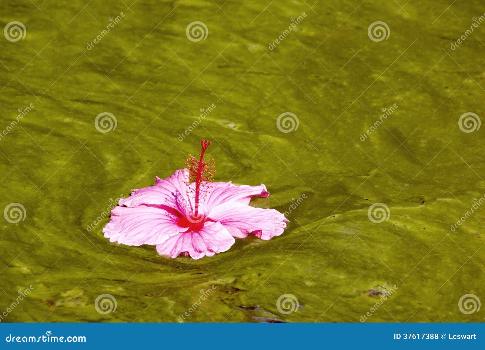 Hibiscus Flower Floating on Algae Infested Water Background Stock Photo ...