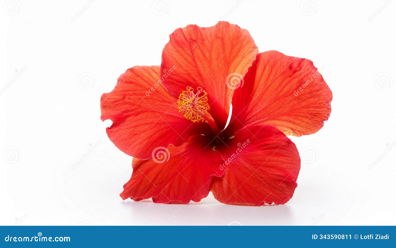 Hibiscus Flower Front View Full Length Isolate on White Background ...
