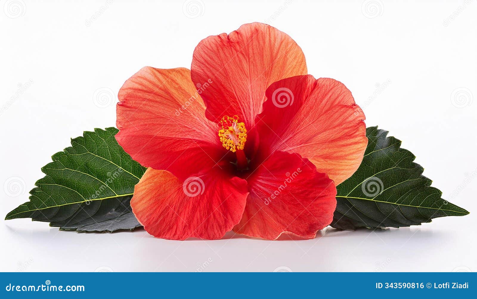 Hibiscus Flower Front View Full Length Isolate on White Background ...