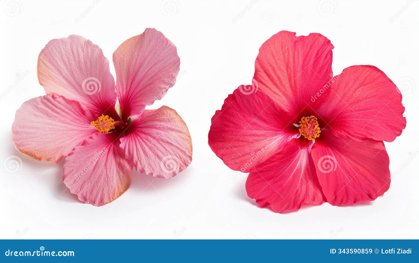 Hibiscus Flower Front View Full Length Isolate on White Background ...