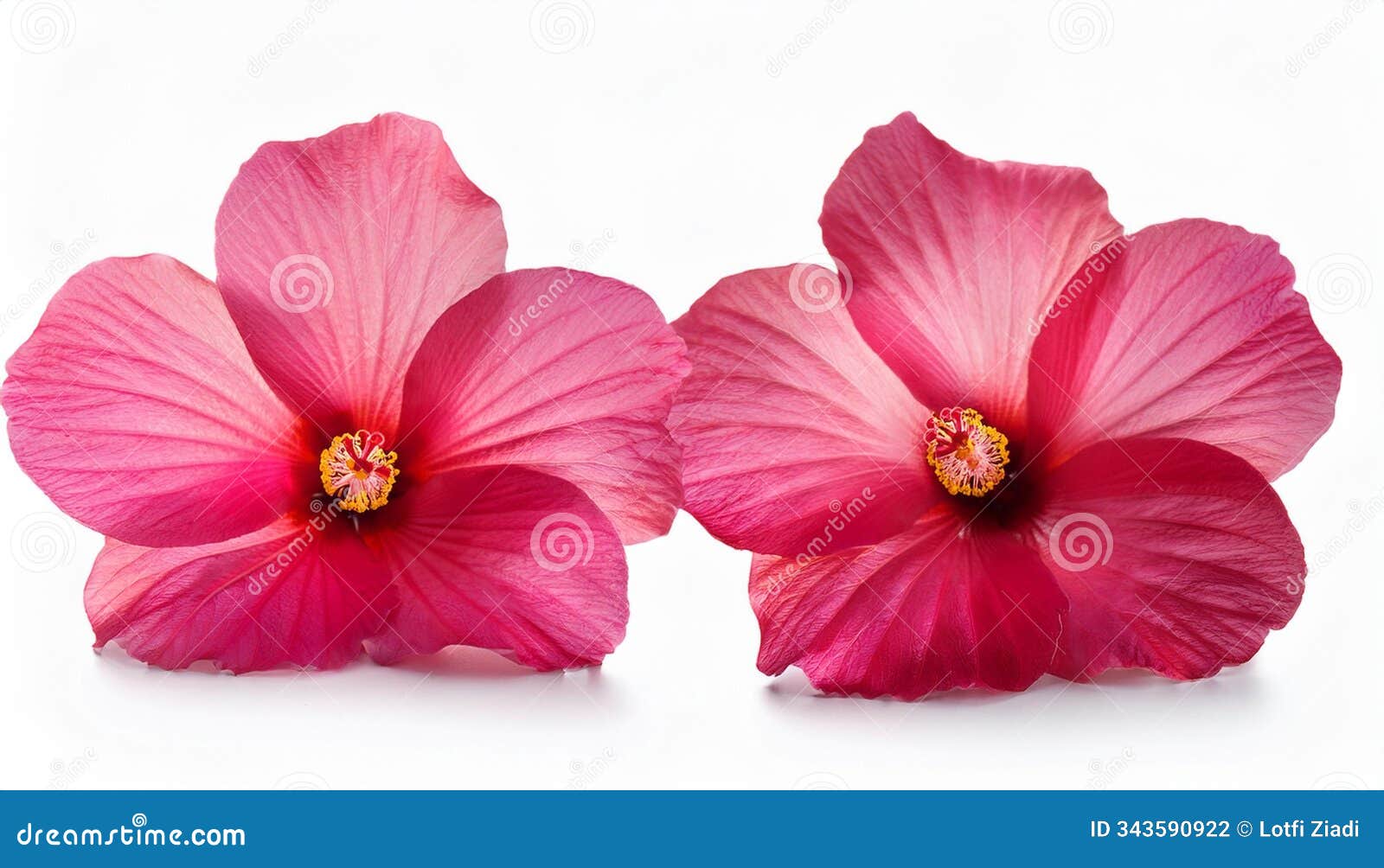 Hibiscus Flower Front View Full Length Isolate on White Background ...