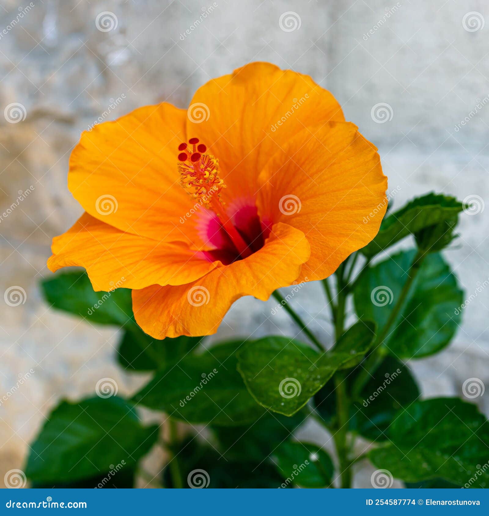 Hibiscus flower stock photo. Image of mallow, leaf, gray - 254587774