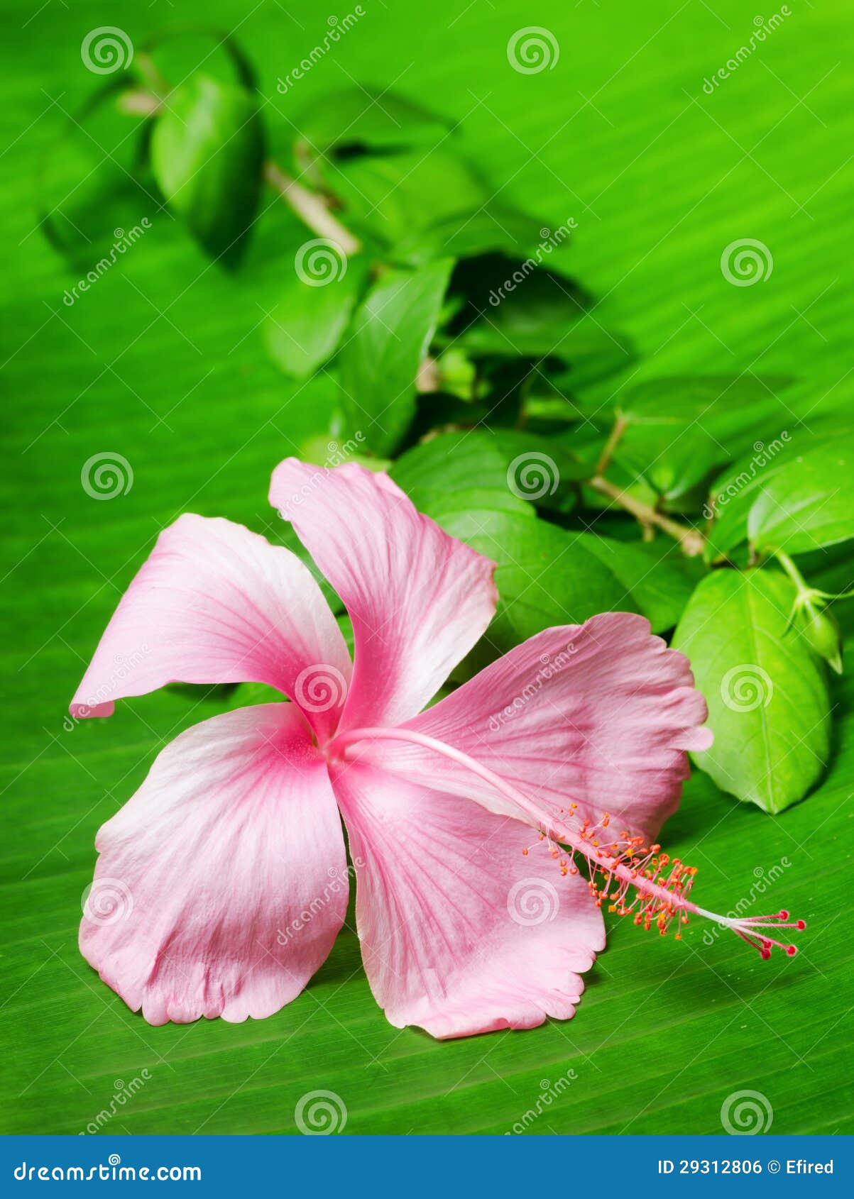 Hibiscus Flower on the Green Leaf Stock Photo - Image of flower ...
