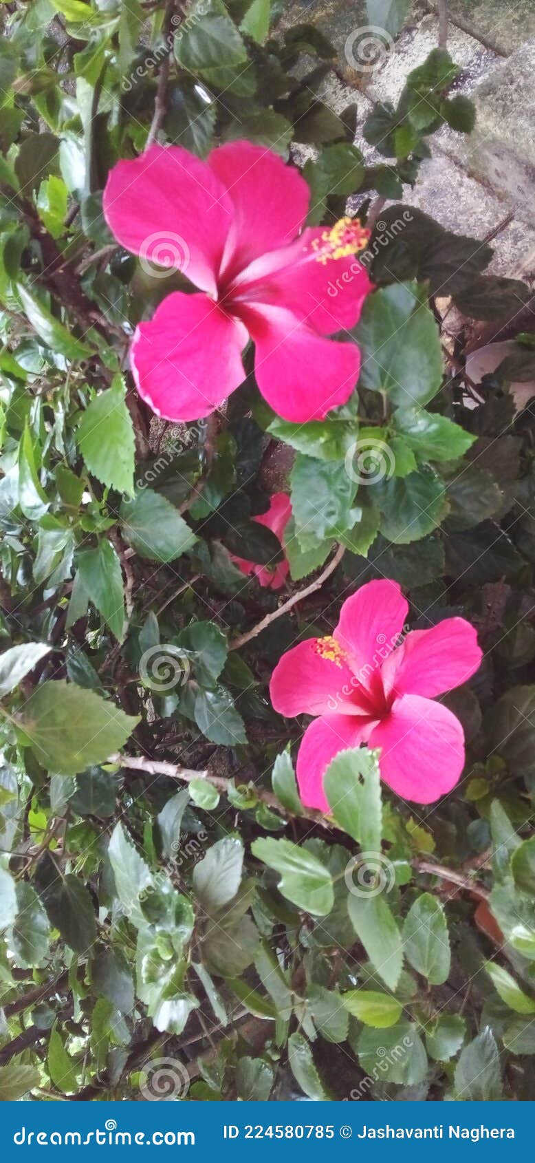 Hibiscus Flower with Green Leaf Naturally Beautiful Stock Image - Image ...