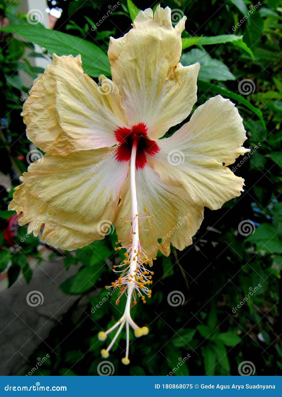Hibiscus Flower with Green Leaves Background Stock Image - Image of ...