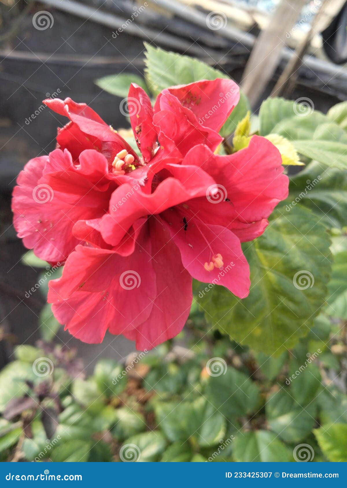 Hibiscus Flower /gudhal Ka Phool Stock Image - Image of herb, phoo ...
