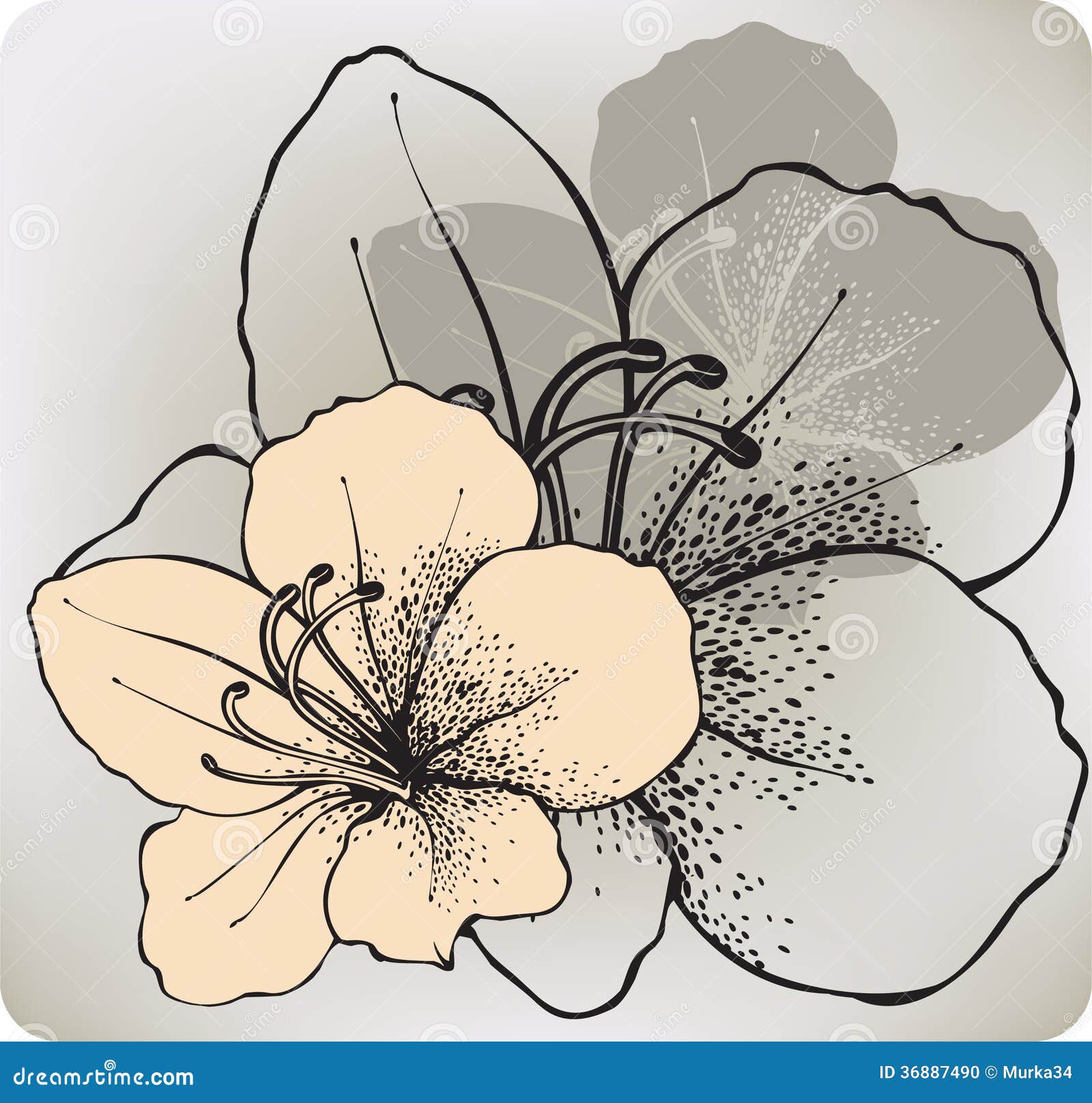 Hibiscus Flower, Hand-drawing. Vector Illustration. Stock Vector ...