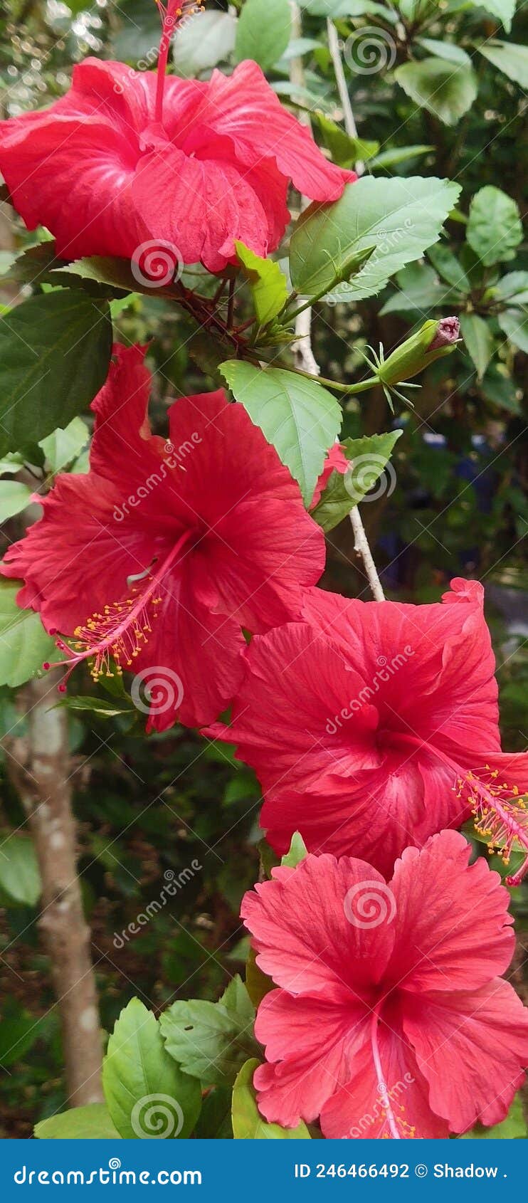 Hibiscus Flower Image (chembarathi) Stock Photo - Image of hibiscus ...