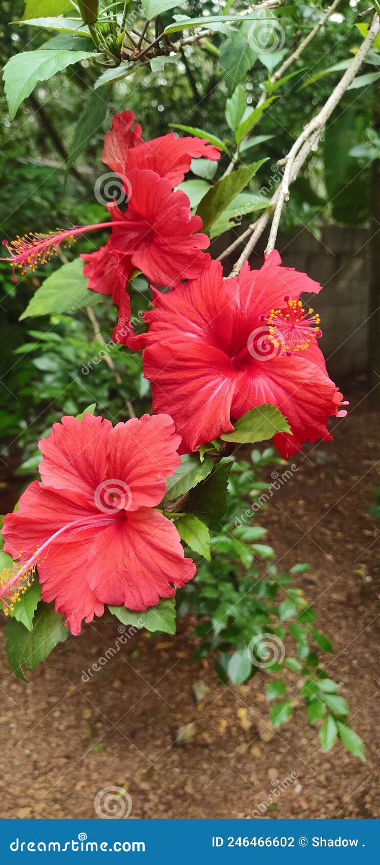 Hibiscus Flower Image (chembarathi) Stock Photo - Image of chembarathi ...