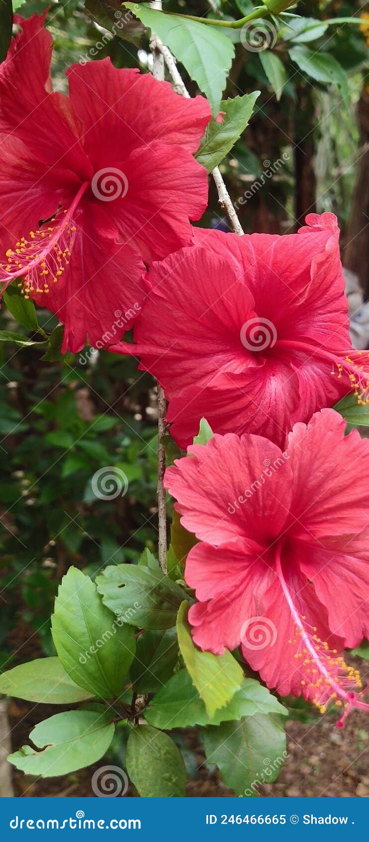 Hibiscus Flower Image (chembarathi) Stock Image - Image of chembarathi ...