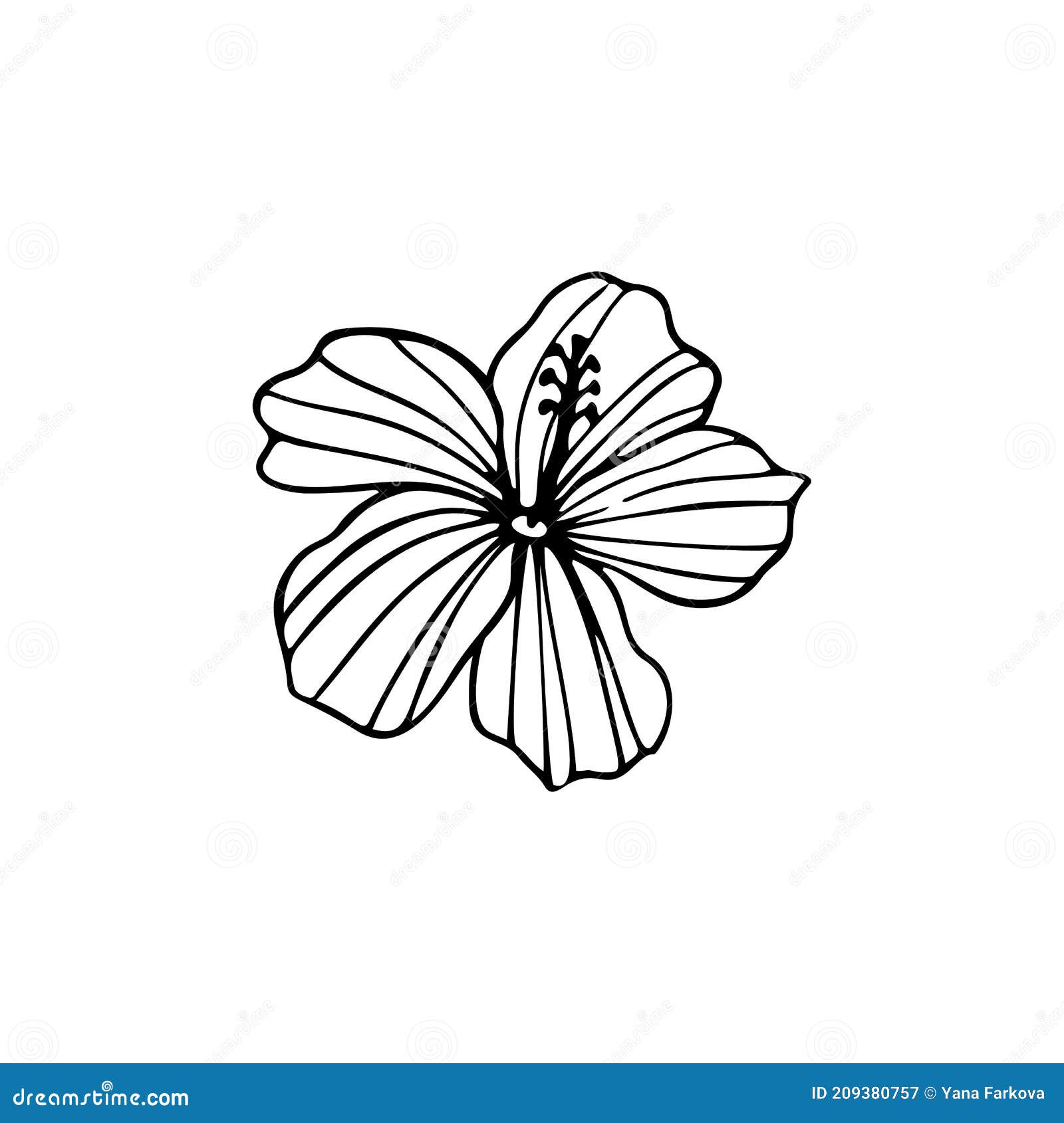 Hibiscus Flower Outline Hibiscus Line Art Vector Illustration Isolated