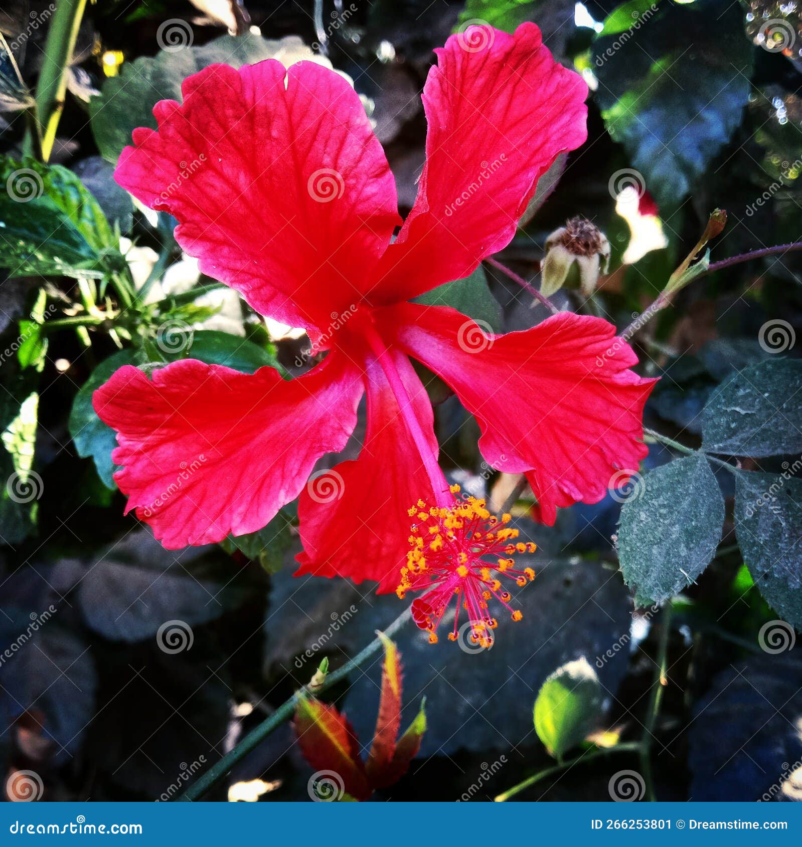 Hibiscus flower stock image. Image of flowe, hibiscus - 266253801