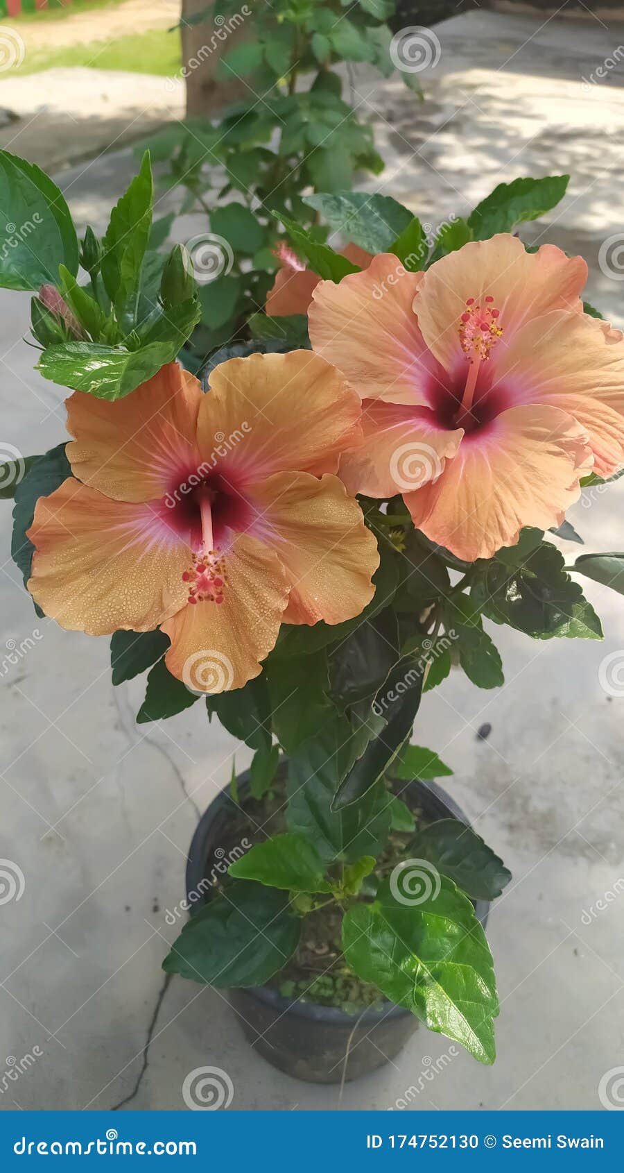 Hibiscus Flower Plant in Pot Stock Photo - Image of peony, blossom ...