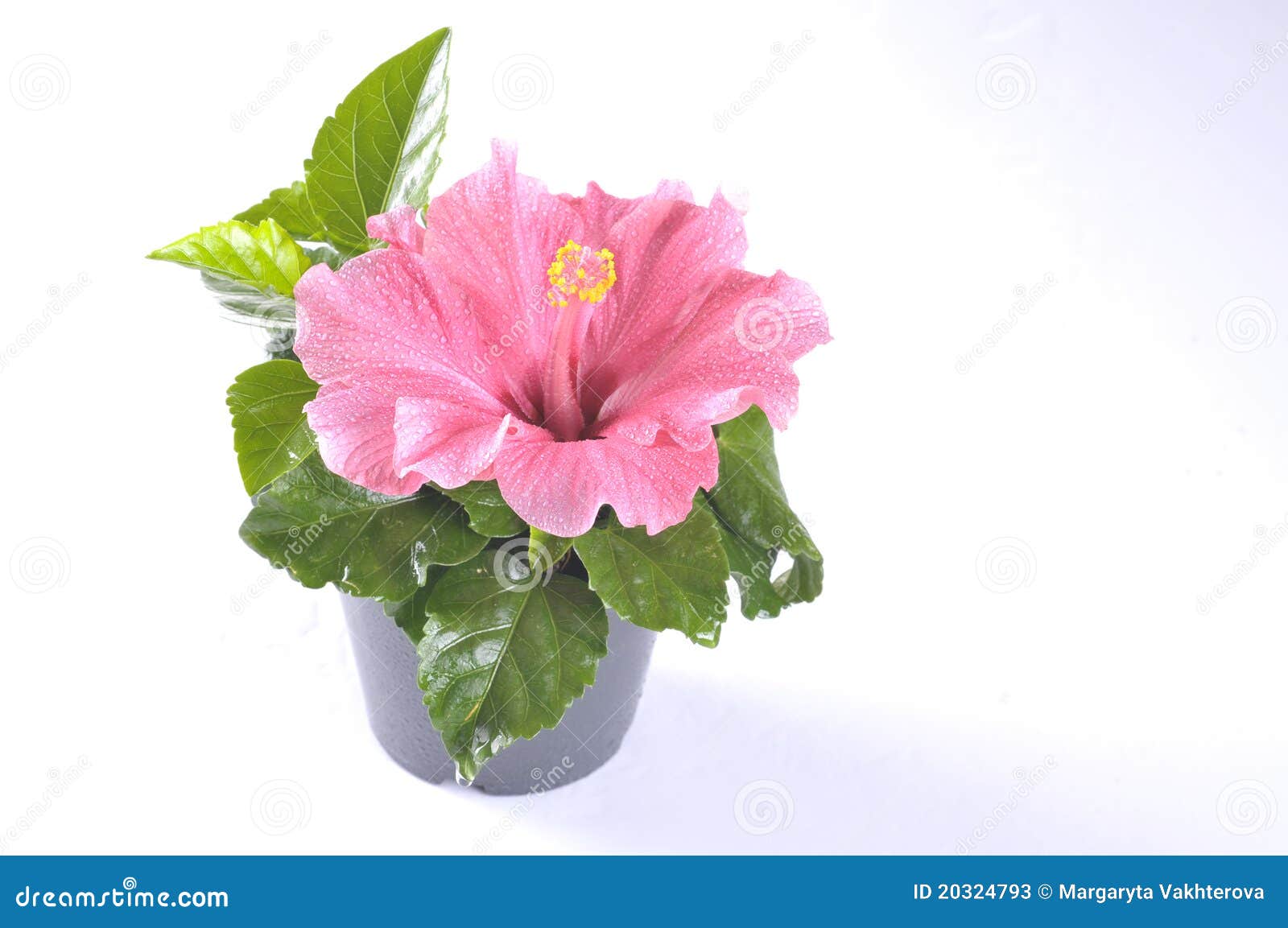 Hibiscus flower in a pot stock image. Image of beauty - 20324793