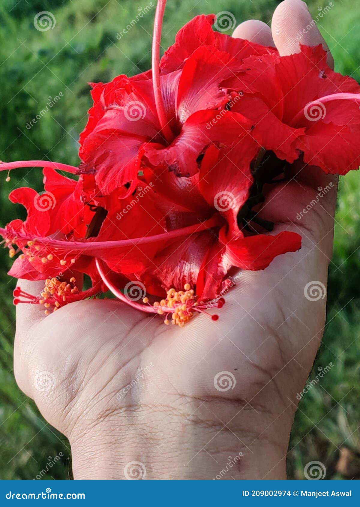 Hibiscus Flower stock photo. Image of uttarakhand, hibiscus - 209002974