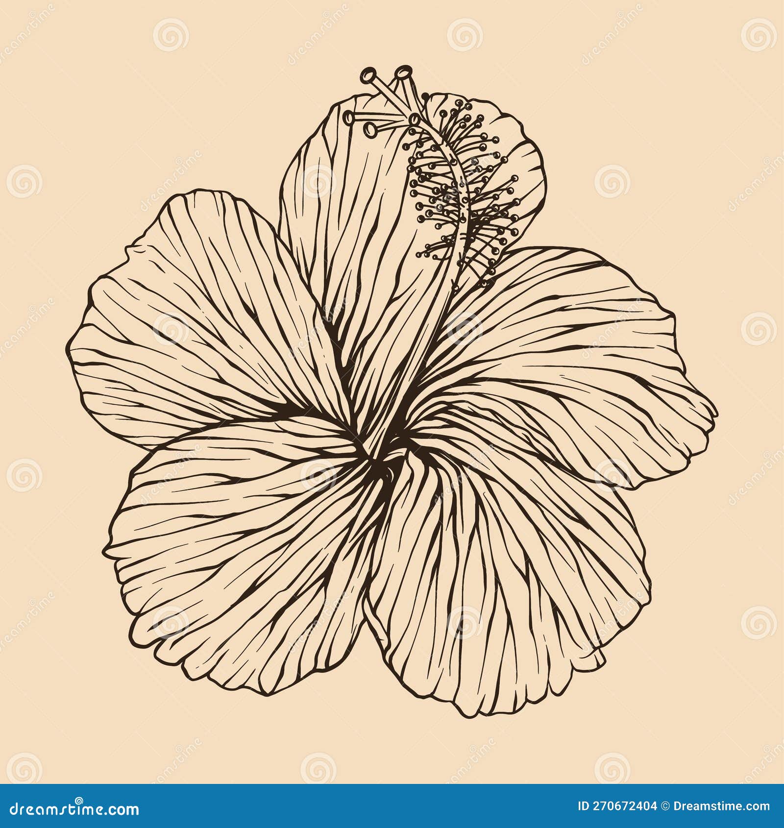 Hibiscus Flower Vector Illustration with Line Art Stock Vector ...
