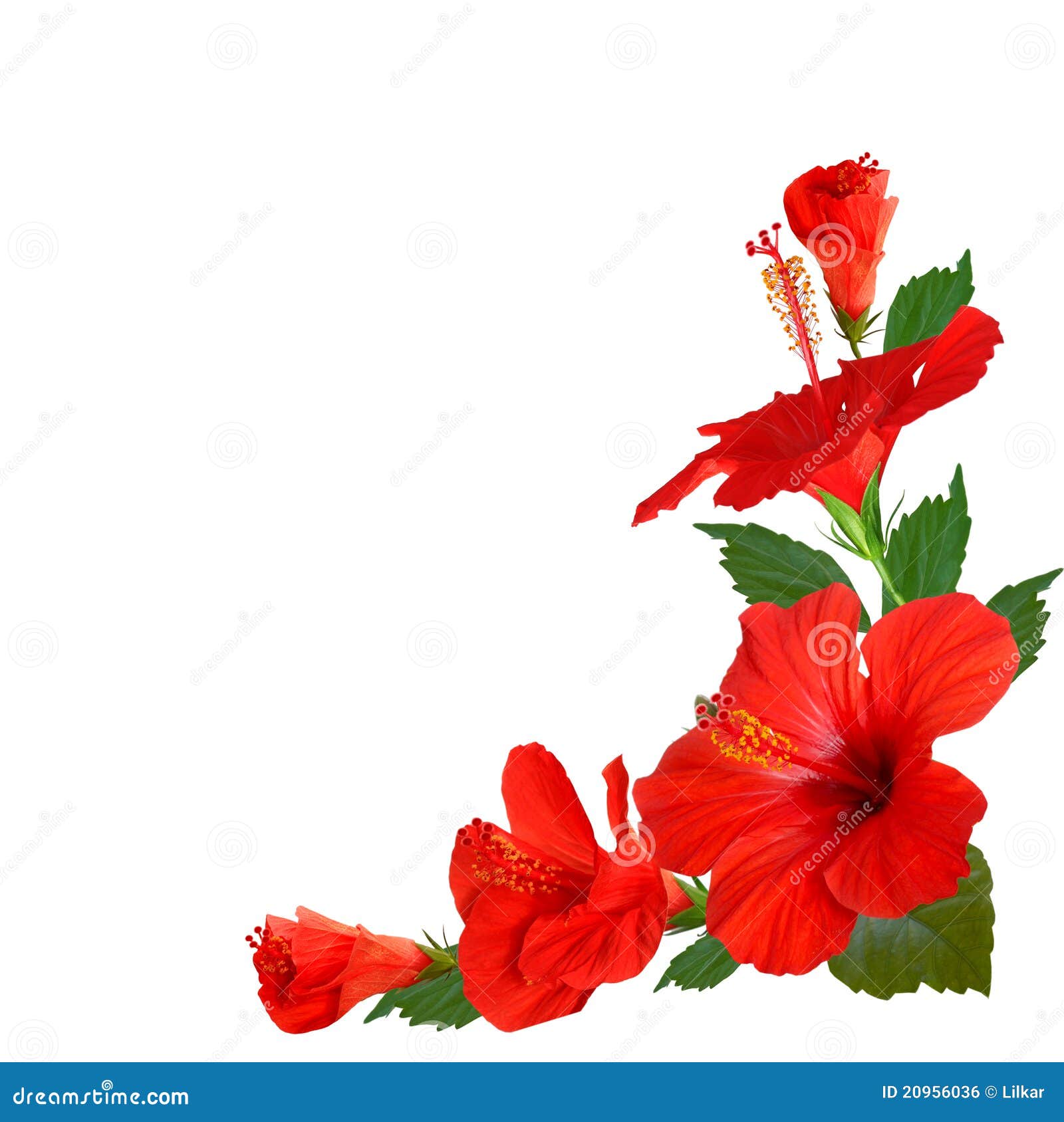 Hibiscus flowers stock photo. Image of frame, jungle - 20956036
