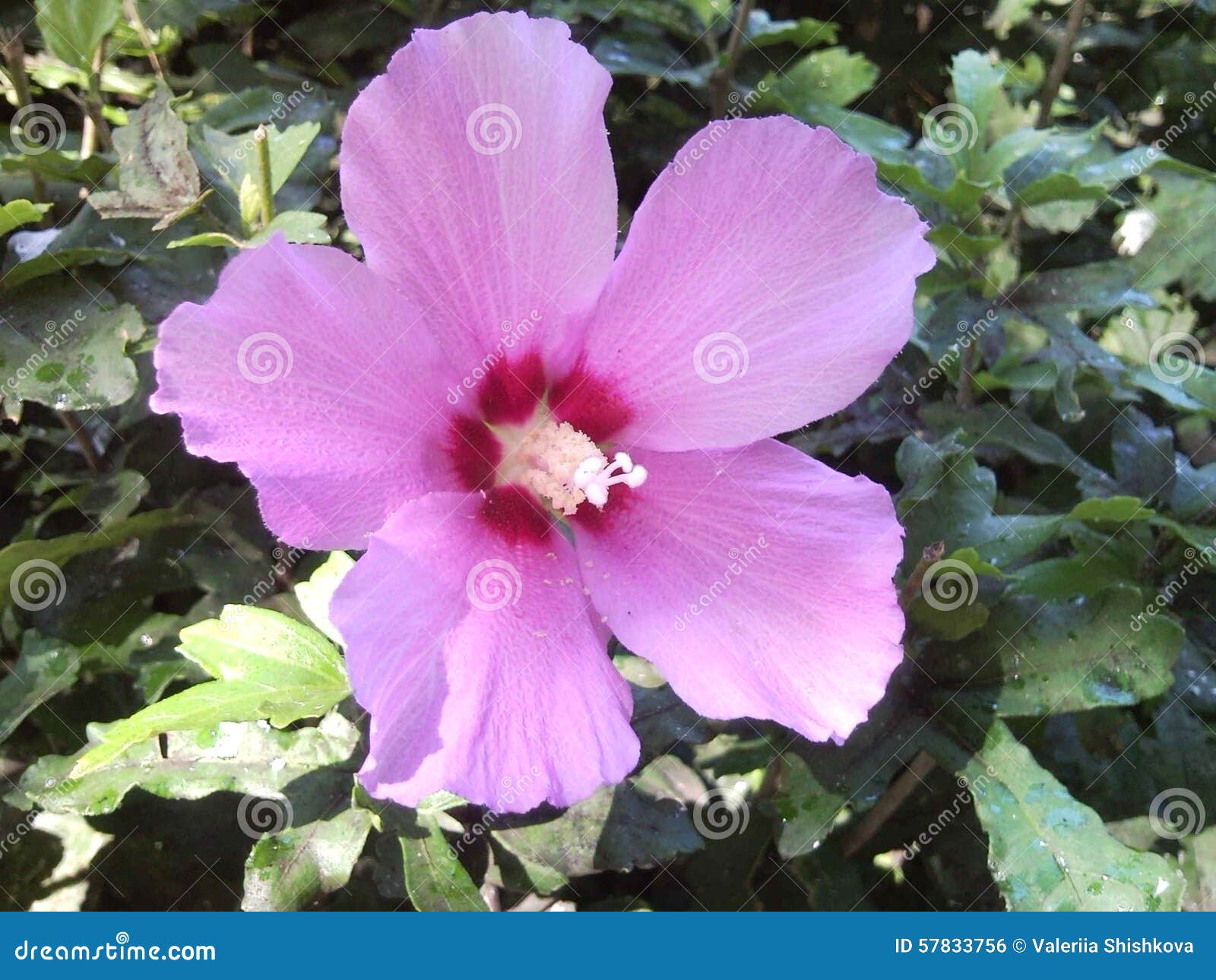 Hibiscus stock photo. Image of violaceous, pale, bloom - 57833756
