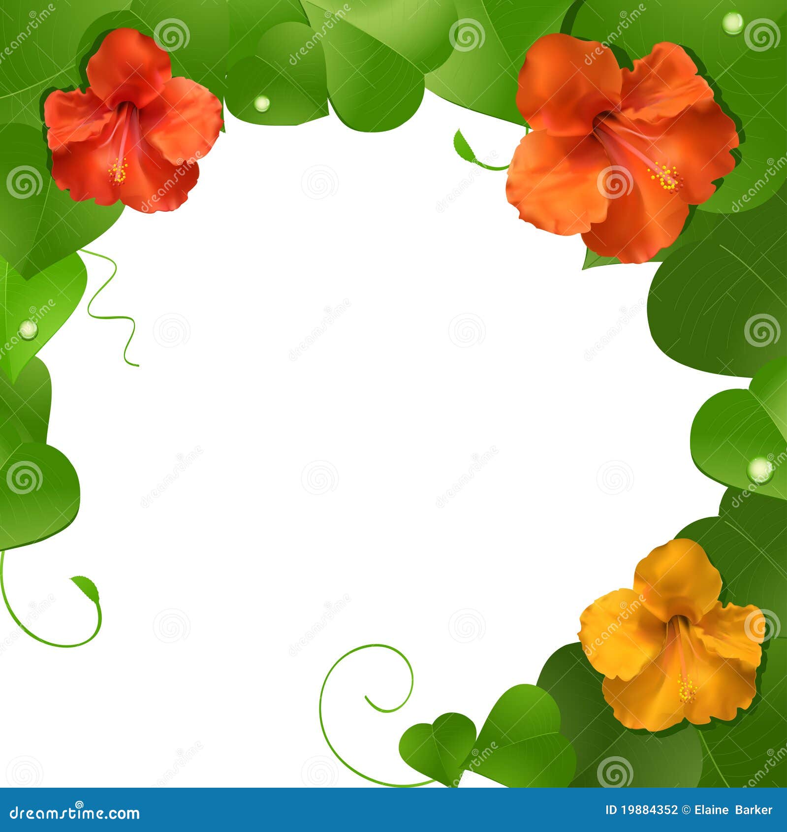 Hibiscus Flowers and Leaf Border Stock Vector - Illustration of nature ...