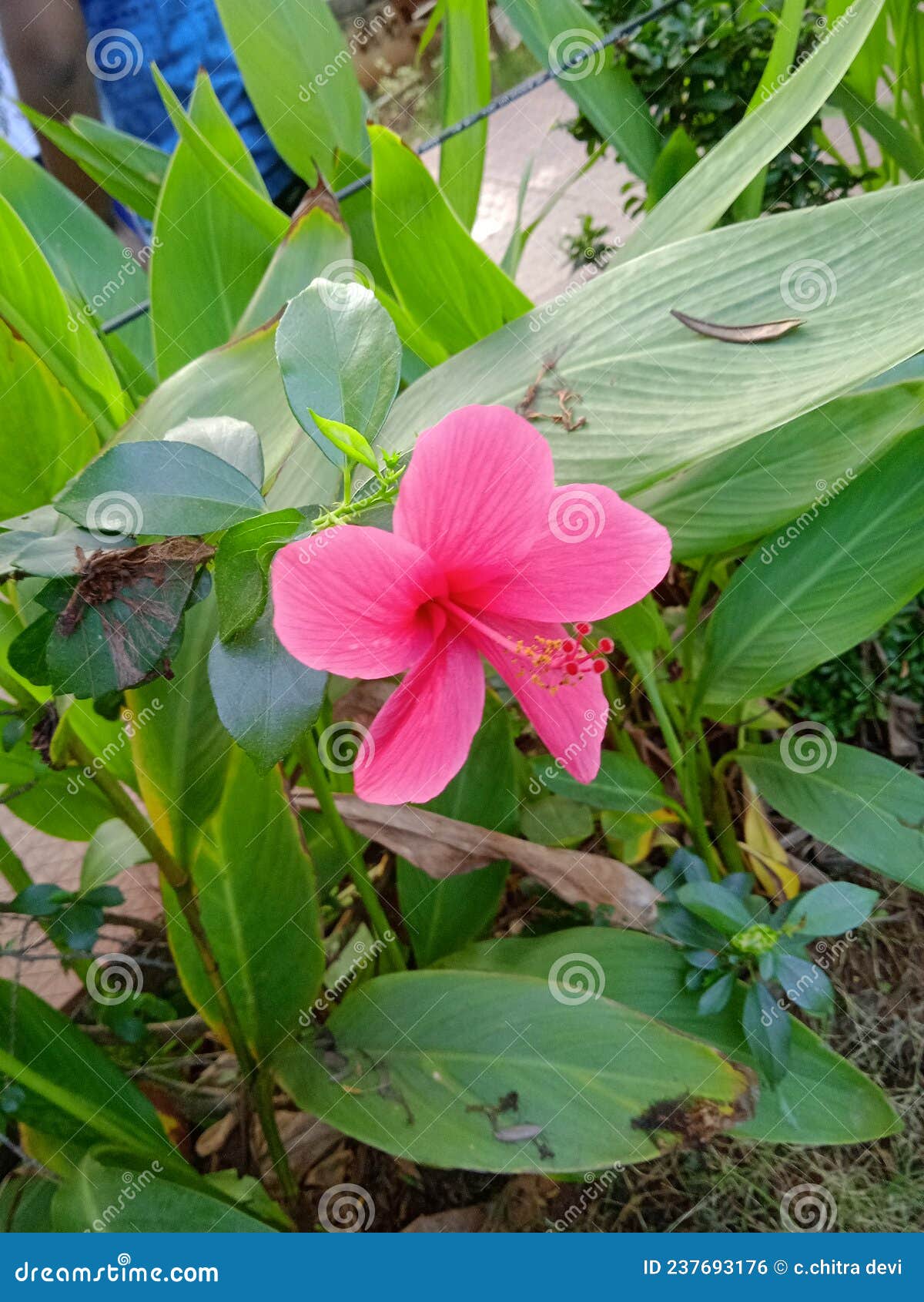 Hibiscus Fragilis Hibiscus Boryanus Foto de archivo - Imagen de hibisco ...