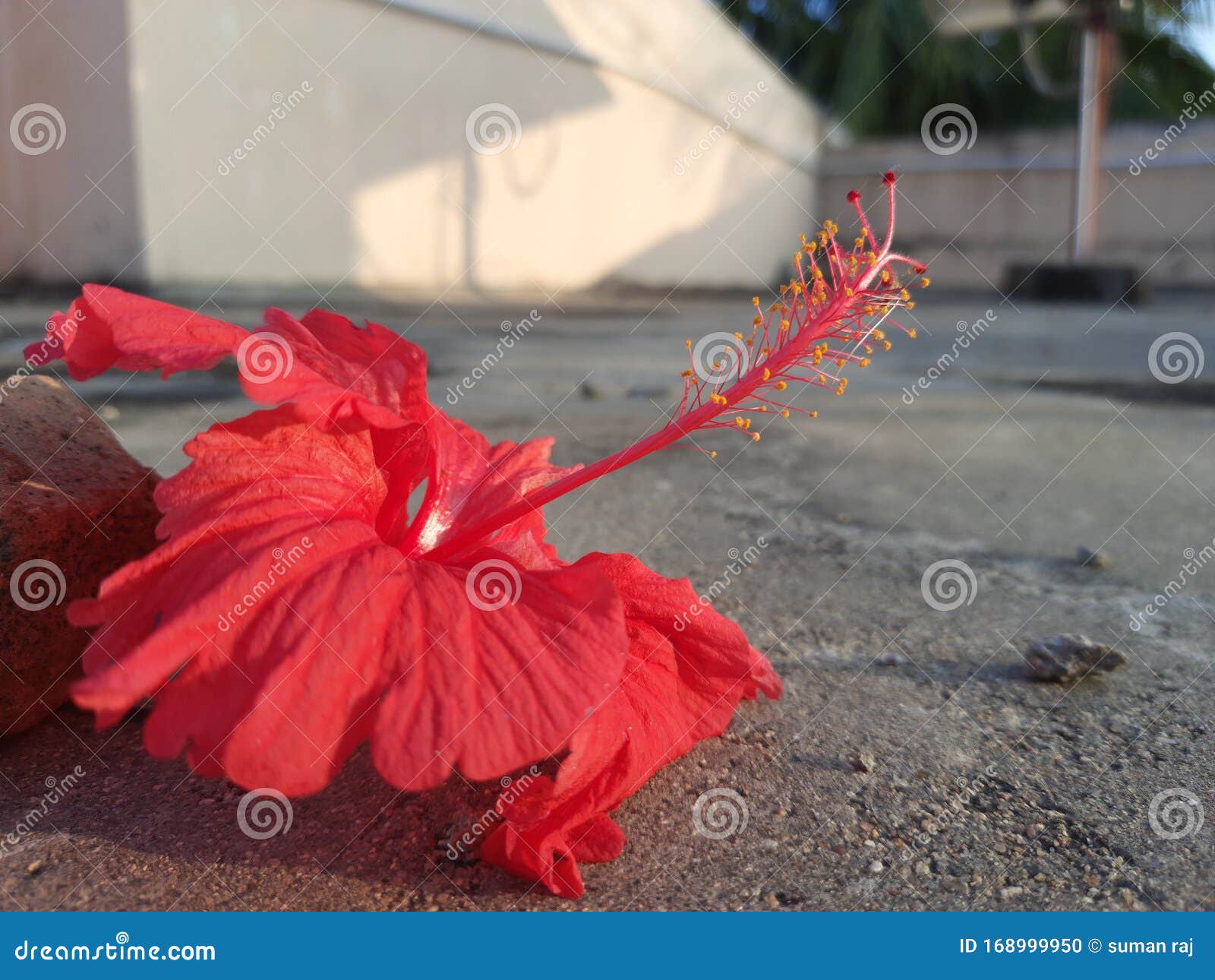 Hibiscus fragilis flower stock photo. Image of colour - 168999950