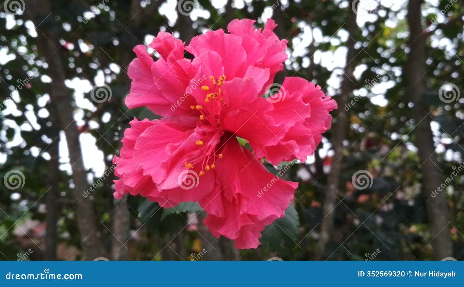 Bunga Raya Putih Stock Image | CartoonDealer.com #219948295