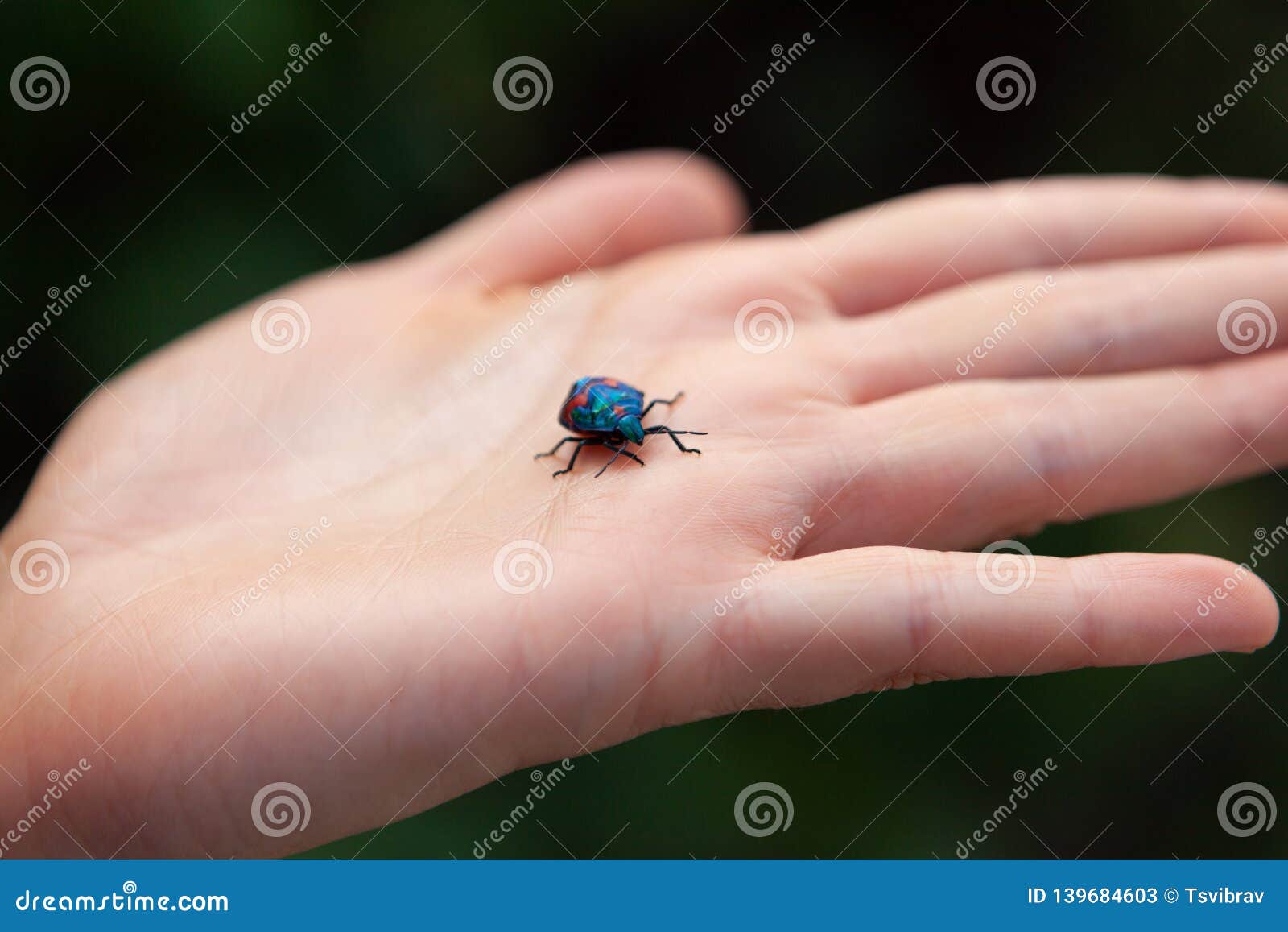 Hibiscus Harlequin Bug on Open Female Hand. Stock Image - Image of ...