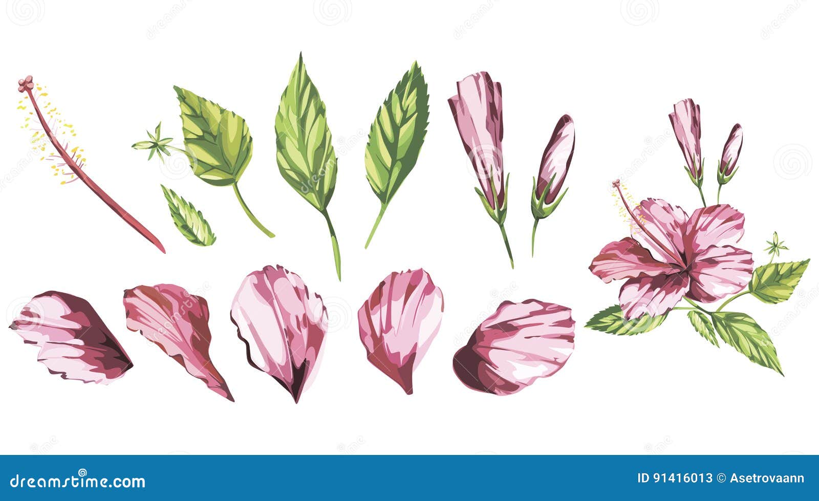 Hibiscus Isolated Outline Cartoon Vector 159221667