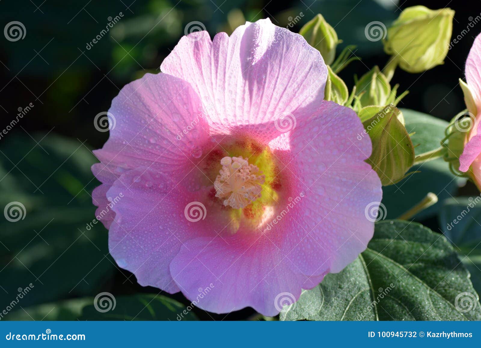 Hibiscus in Japan. stock photo. Image of flower, floral - 100945732