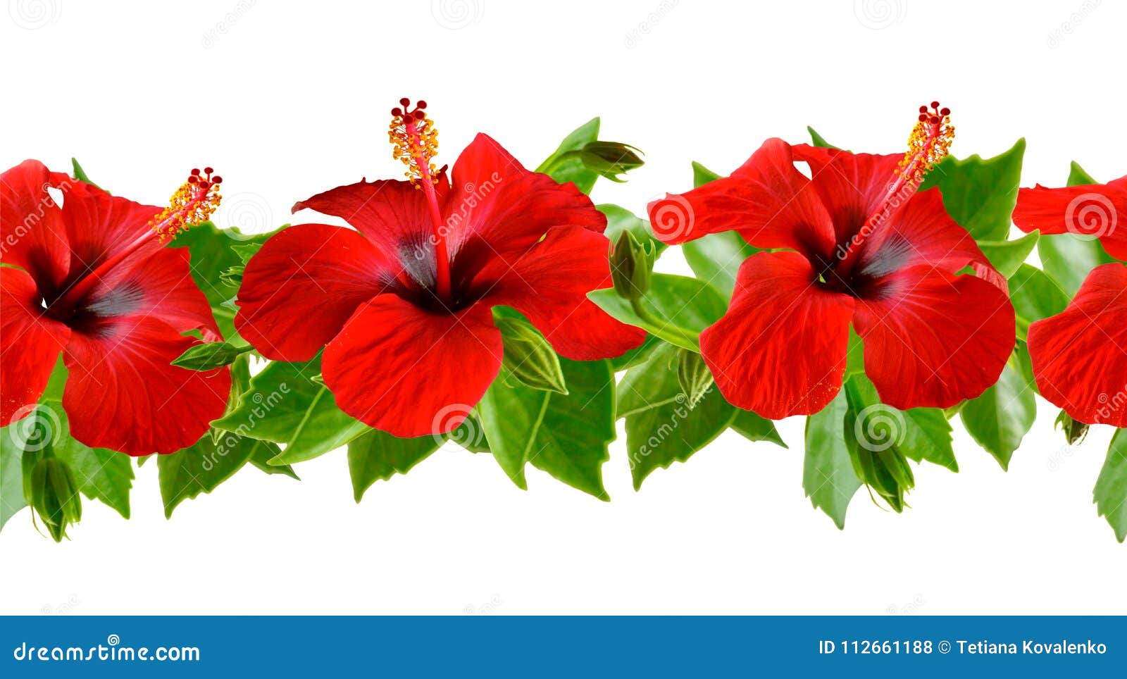 Red Hibiscus Border