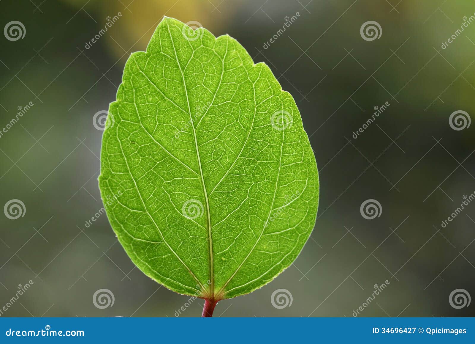 Hibiscus leaf stock image. Image of hibiscus, green, leaf - 34696427
