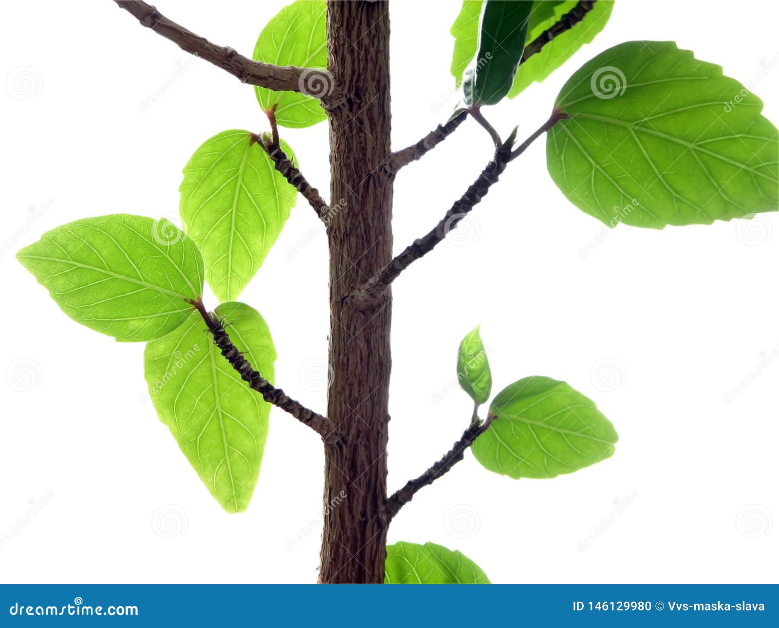 The Hibiscus Tree Is Exposed To The Morning Sun Royalty-Free Stock ...