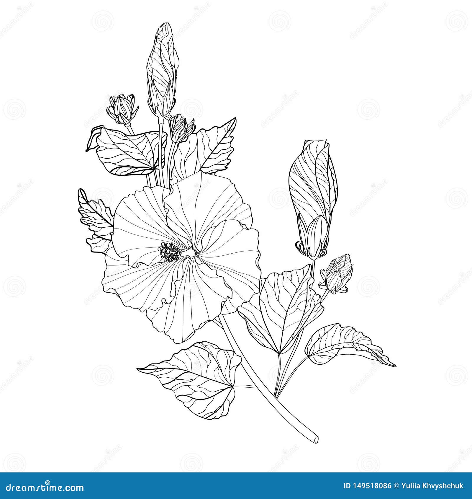 Hibiscus Flowers Branch Drawing and Sketch with Line-art Stock Vector ...
