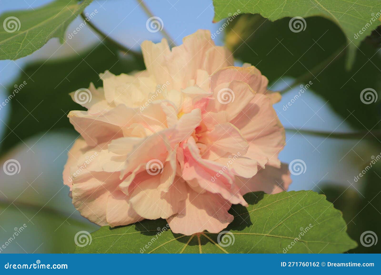 The Hibiscus Mutabilis Flower at the Garden Stock Photo - Image of ...