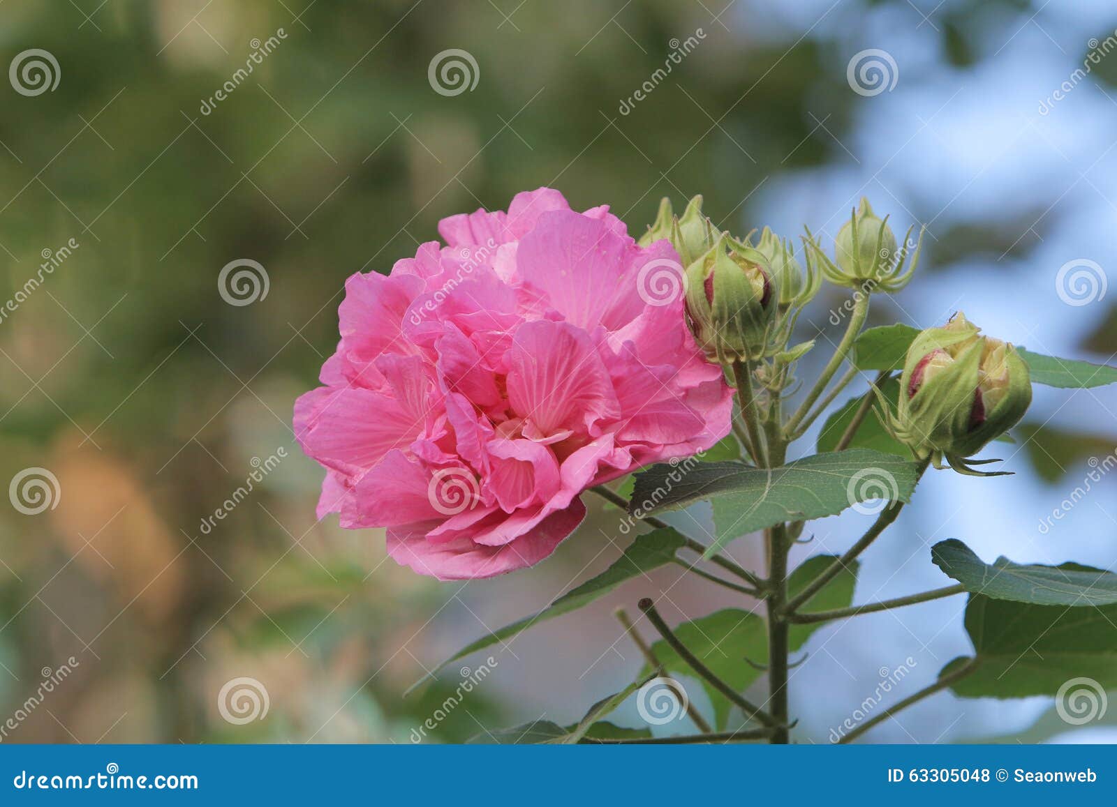 Hibiscus mutabilis stock photo. Image of flora, decoration - 63305048