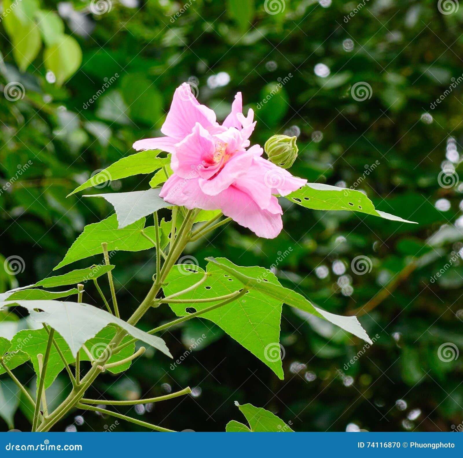 Hibiscus mutabilis flowers stock photo. Image of bougainvillea - 74116870