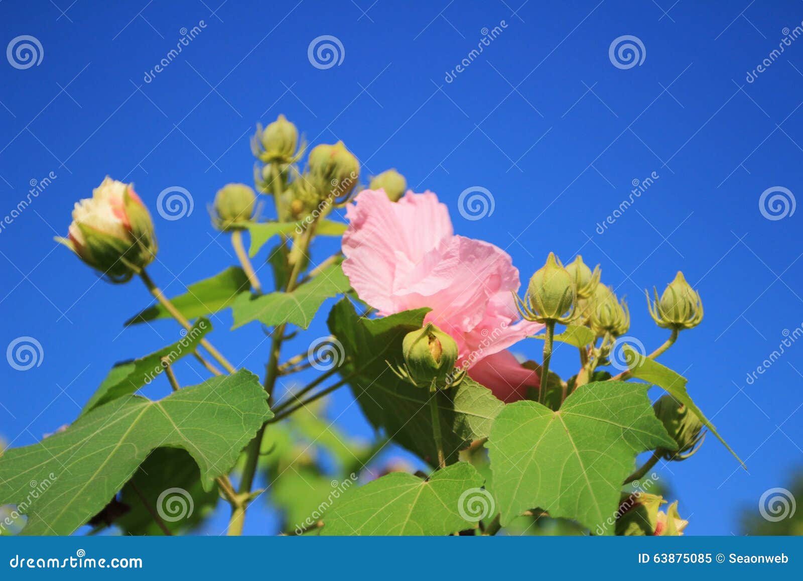 Hibiscus mutabilis stock image. Image of bloom, gardening - 63875085