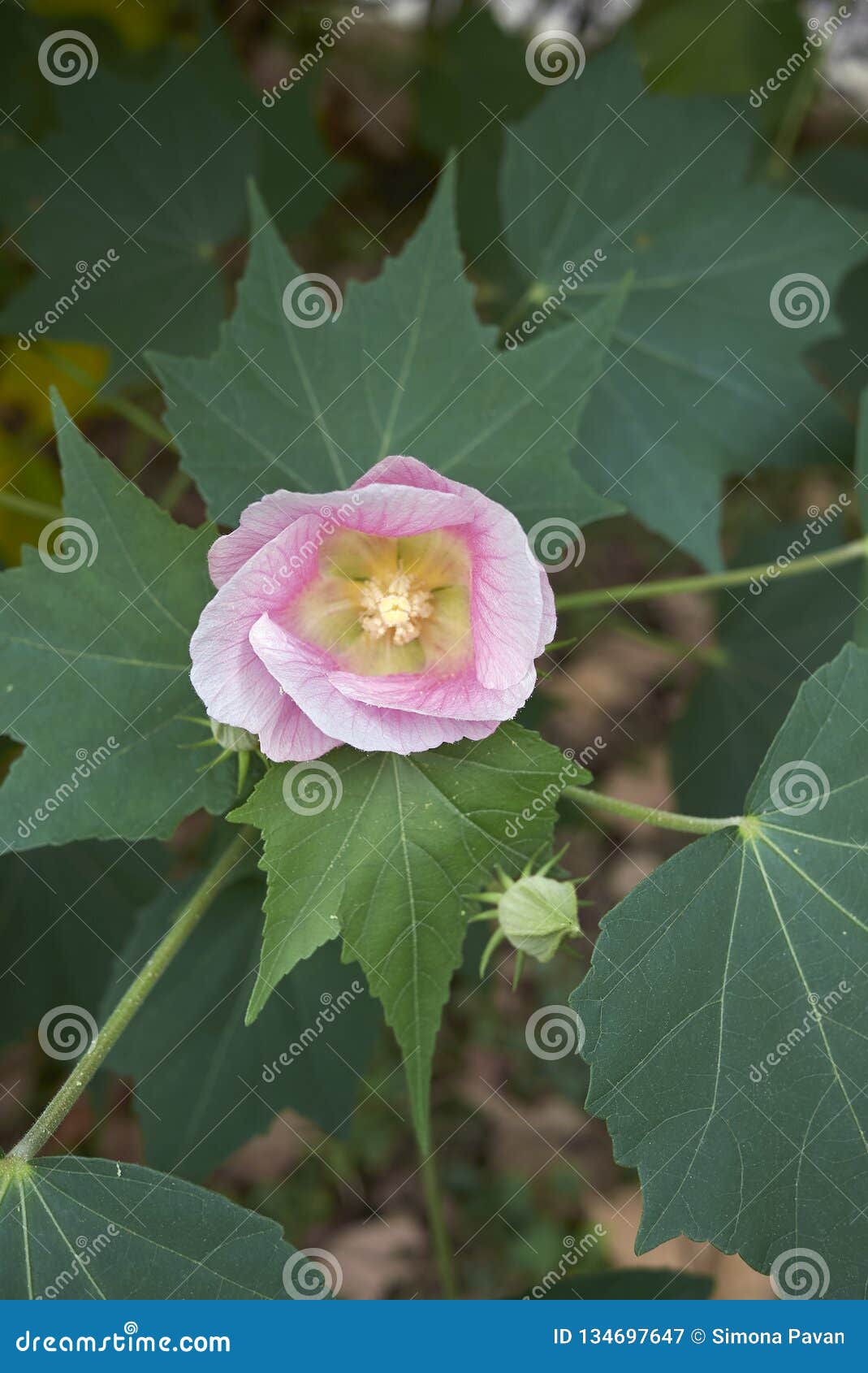 Hibiscus Mutabilis - Changing Rose, Confederate Rose, Dixie Rosemallow ...