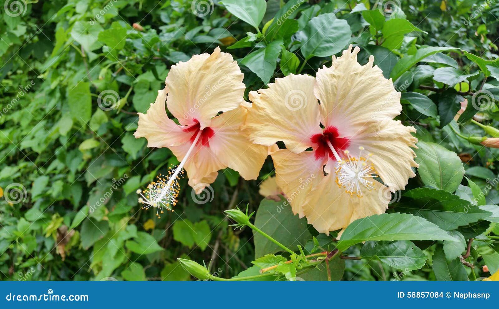 Hibiscus stock photo. Image of floraplants, gardens, garden - 58857084