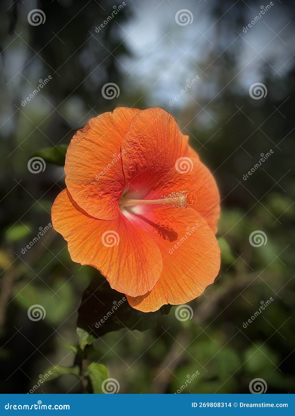Hibiscus stock photo. Image of captured, orange, hibiscus - 269808314