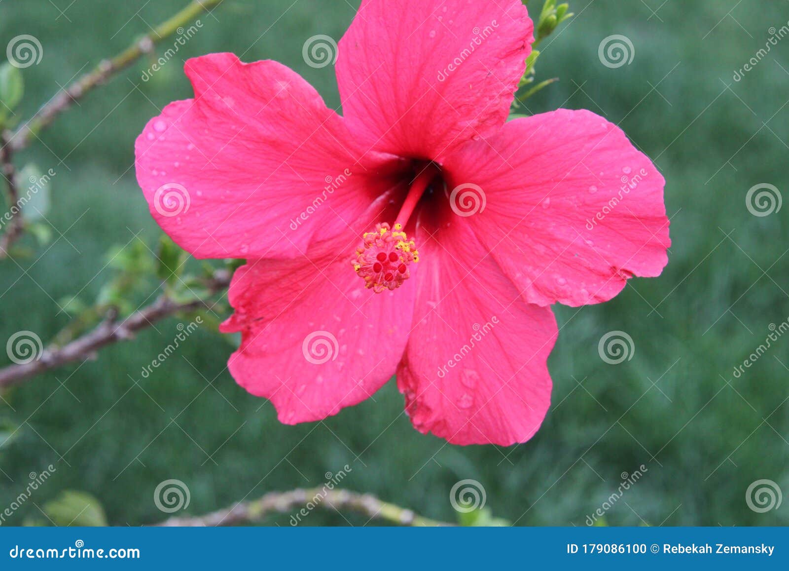 Hibiscus pink stock photo. Image of blossoming, blossoms - 179086100