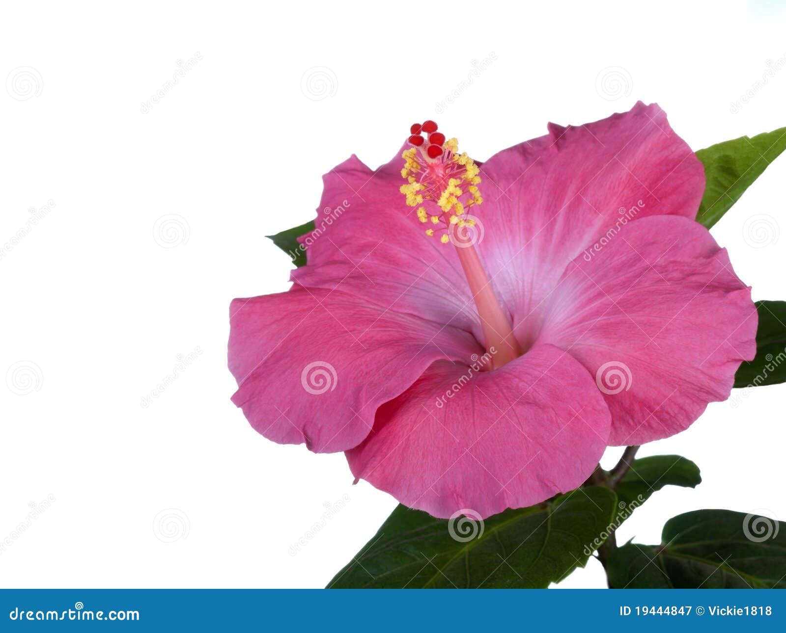 Hibiscus Pink Isolated stock image. Image of tropical - 19444847