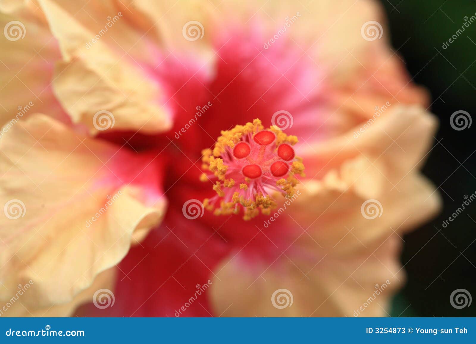 Hibiscus Pistil 2 Picture. Image: 3254873