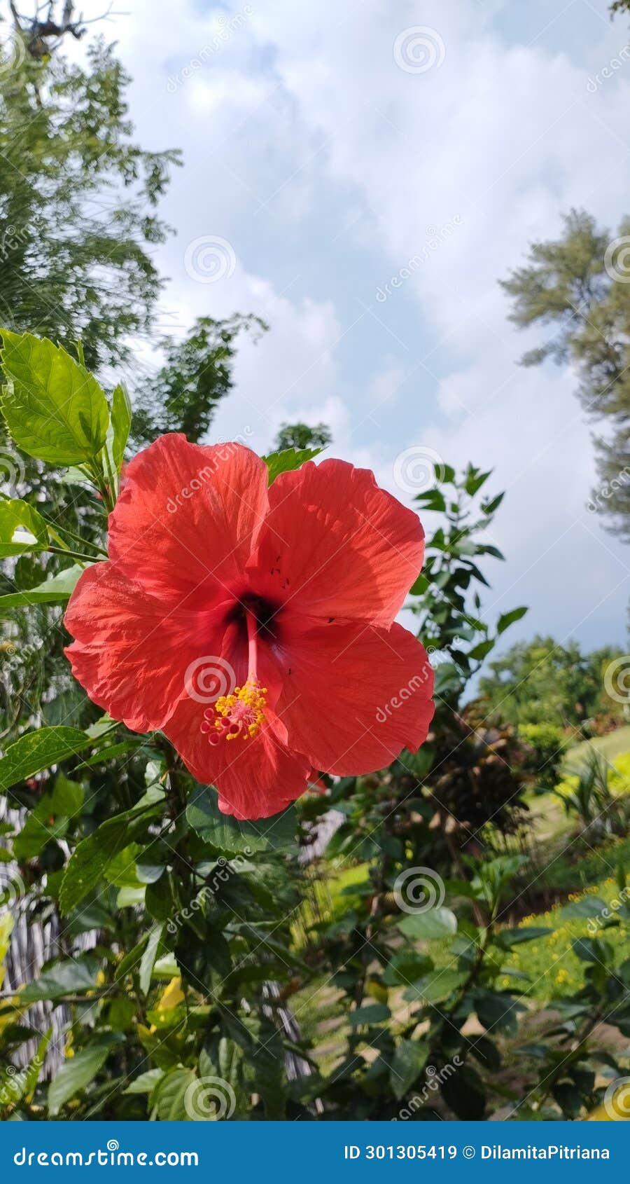 Shoe Flower Or Botanical Flower With The Scientific Name Hibiscus Rosa