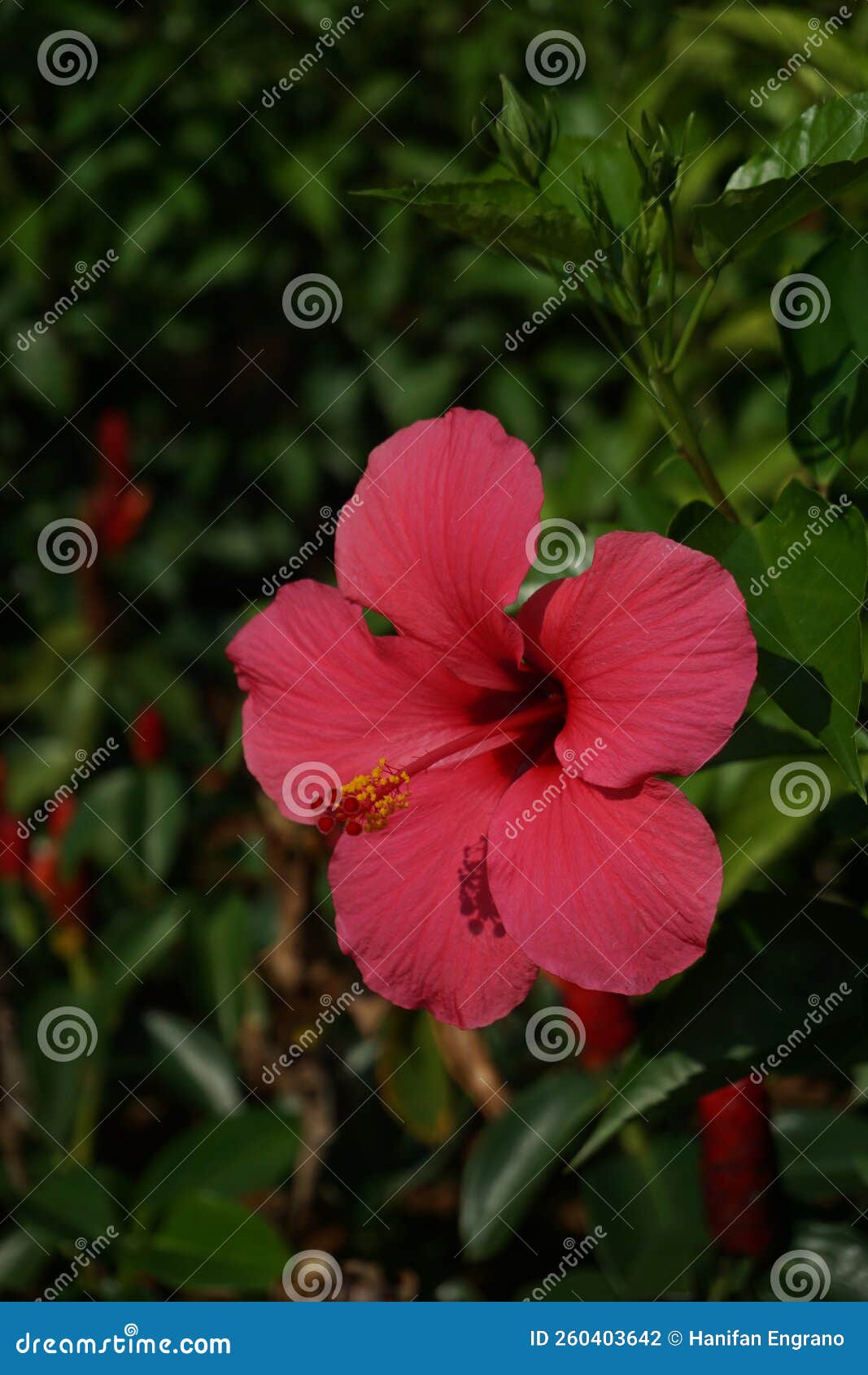 Hibiscus Rosa-Sinensis Beautiful Pink Flower Editorial Photography ... Hibiscus Rosa-Sinensis Beautiful Pink Flower Editorial Photography ...